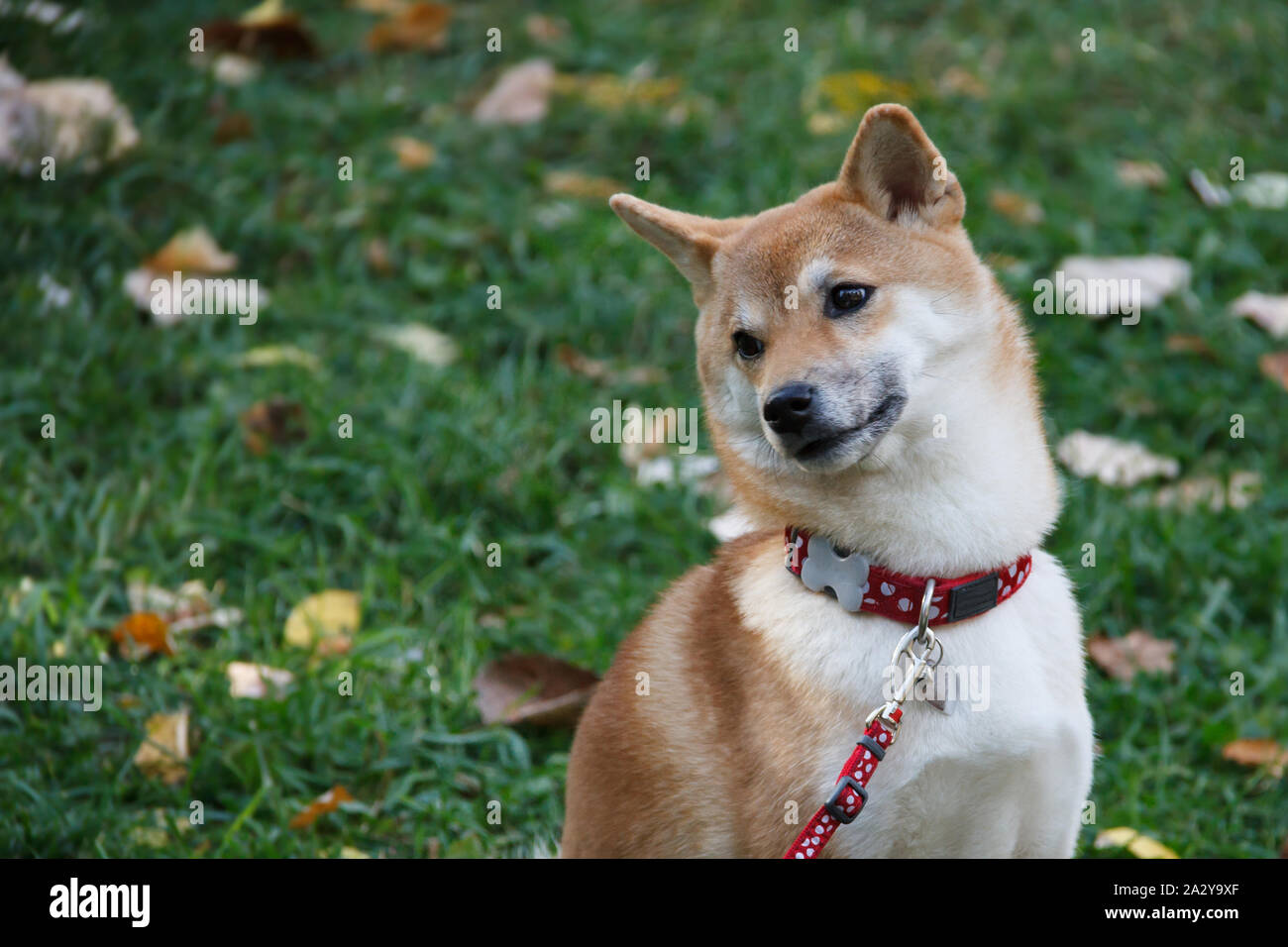 A Fox-like dog is a Shiba Inu. Charming dog with plush fur and wayward ...