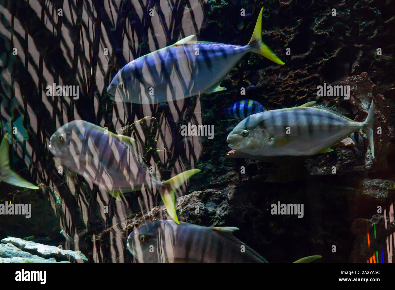 Exotic tropical fish swim in a large aquarium Stock Photo - Alamy