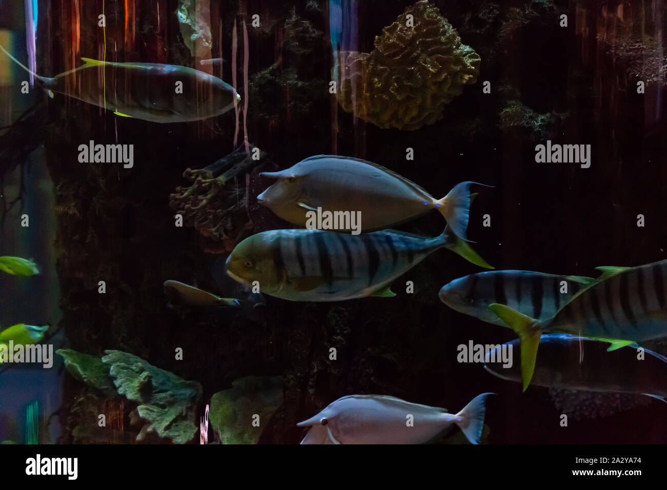 Sponge reef tank hi-res stock photography and images - Alamy