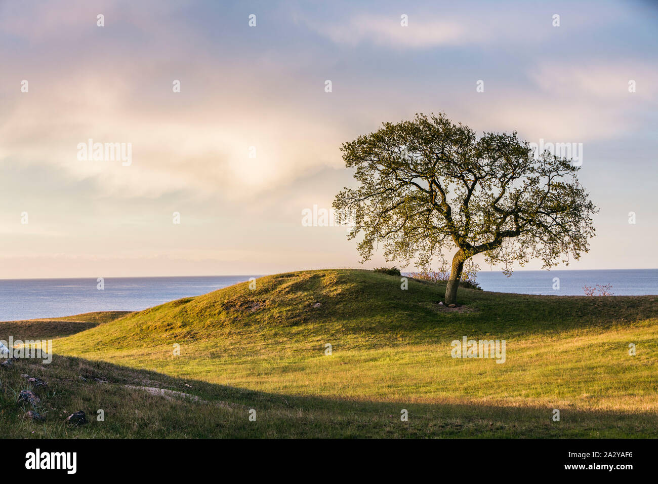 Lonely tree by the sea. Ravlunda, Osterlen, Skane. Sweden. Scandinavia ...