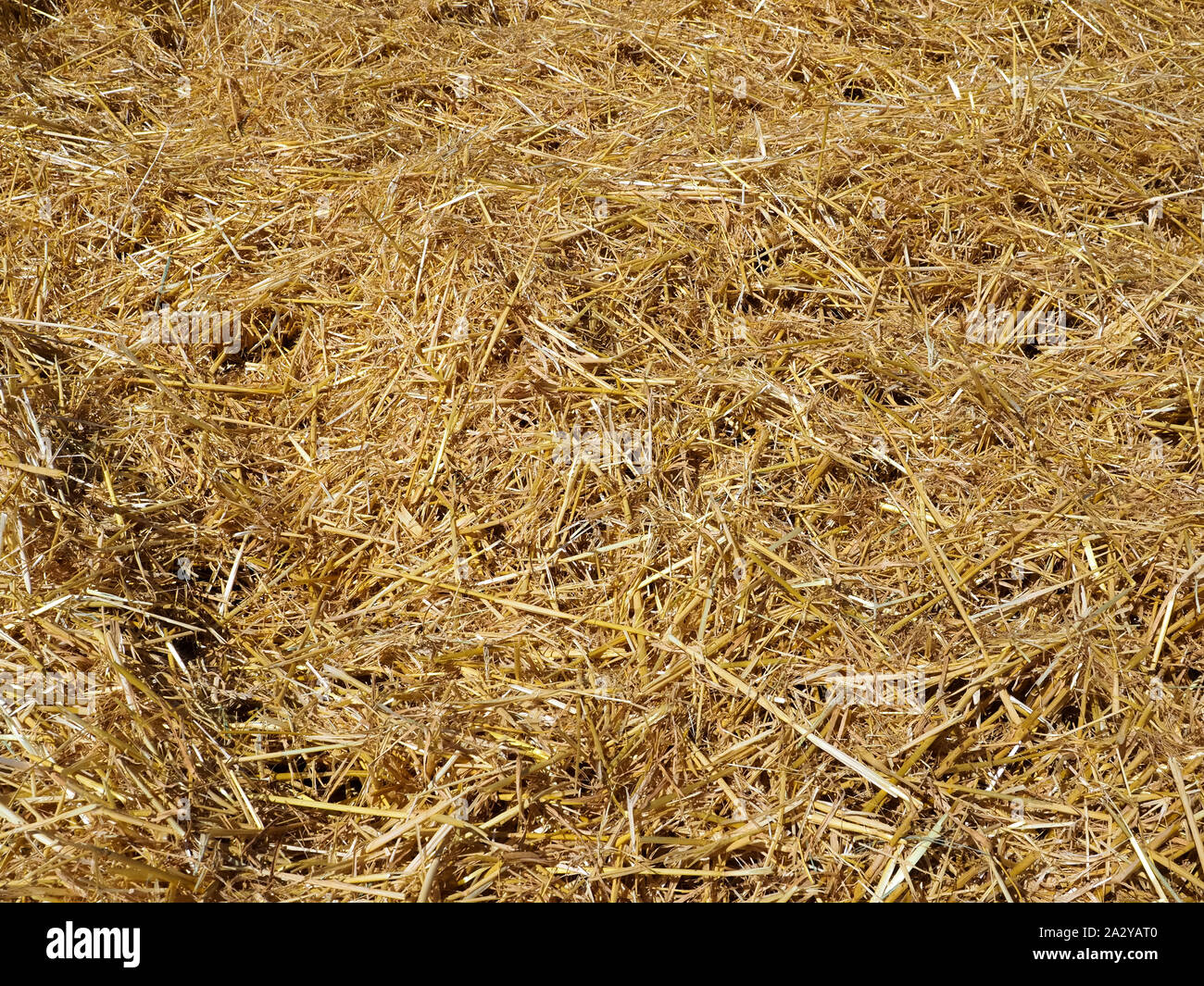 field of golden yellow straw after harvest in summer Stock Photo - Alamy