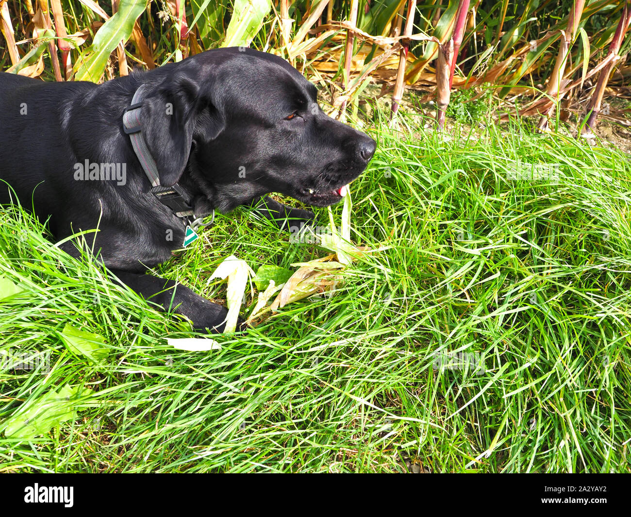 Labrador eating black hi-res stock photography and images - Alamy