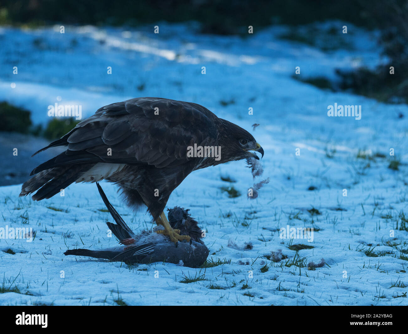 Buzzard with common wood pigeon hi-res stock photography and images - Alamy