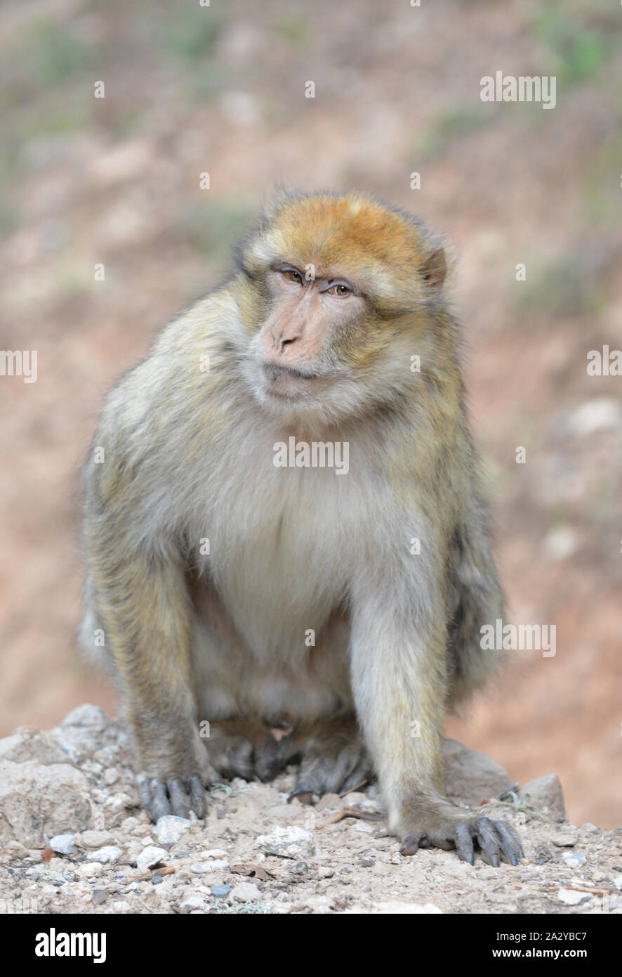 Moroccan Monkeys High Resolution Stock Photography and Images - Alamy