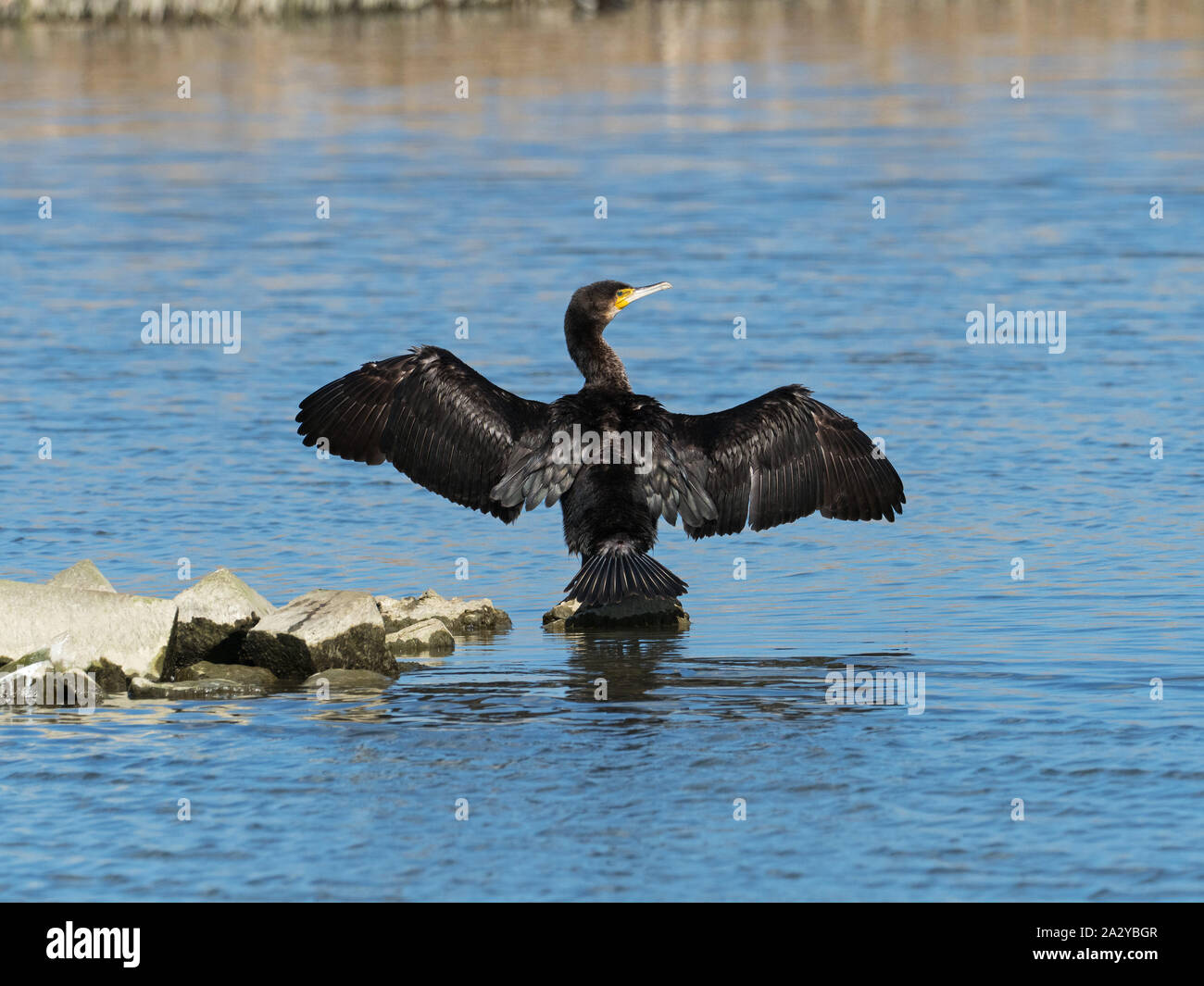 Great cormorant Phalacrocorax carbo wing-drying, Radipole Lake RSPB ...