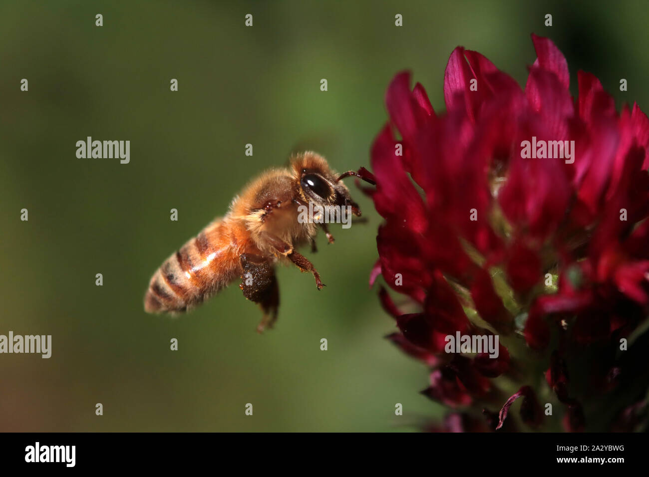 Honey bee checking a clover blossom for nectar Stock Photo - Alamy