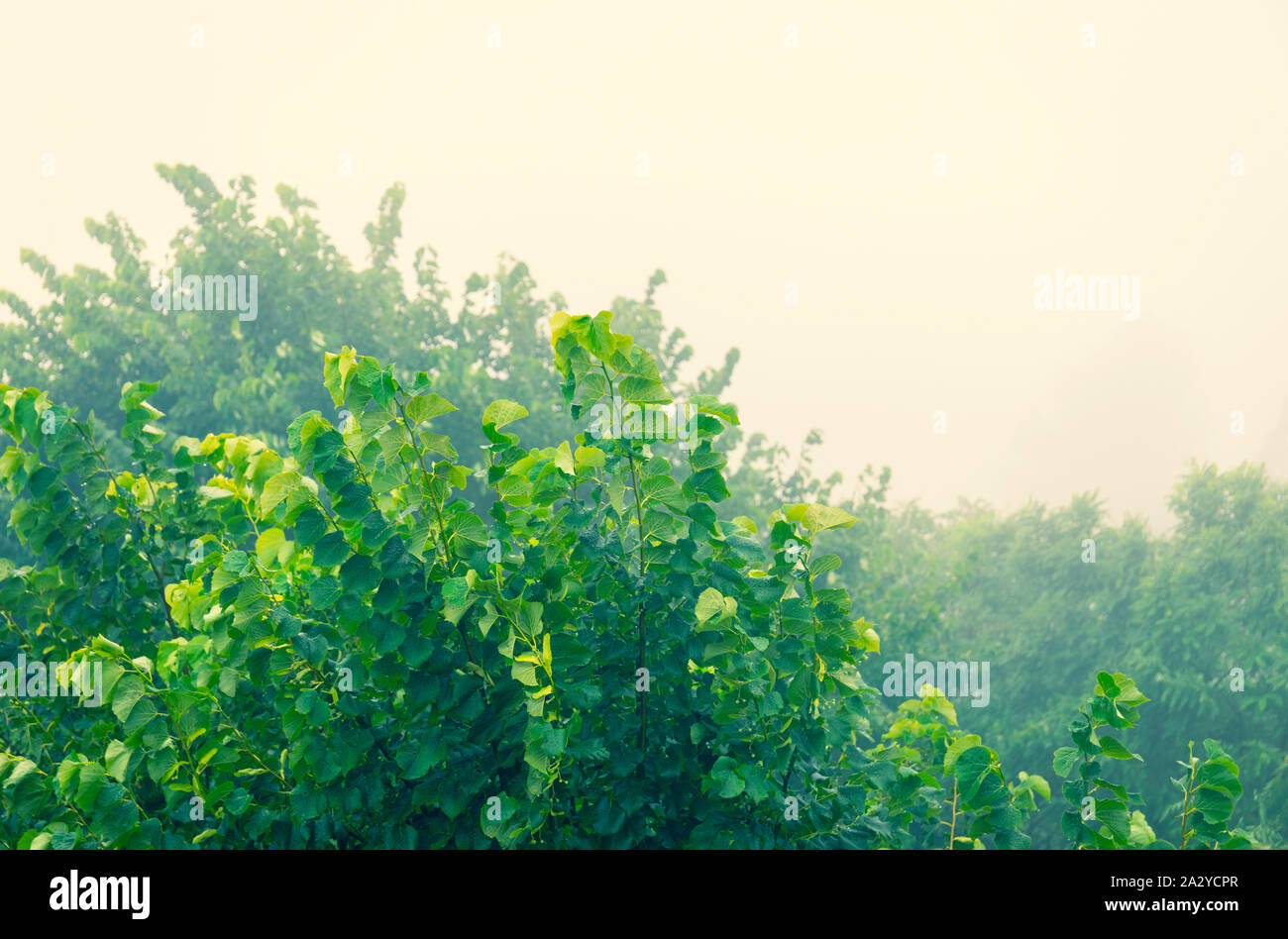 Summer bad weather, trees in the fog Stock Photo - Alamy