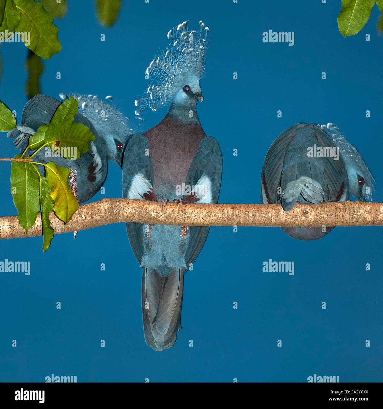 Blue crowned pigeon bird in indonesia portrait Stock Photo - Alamy