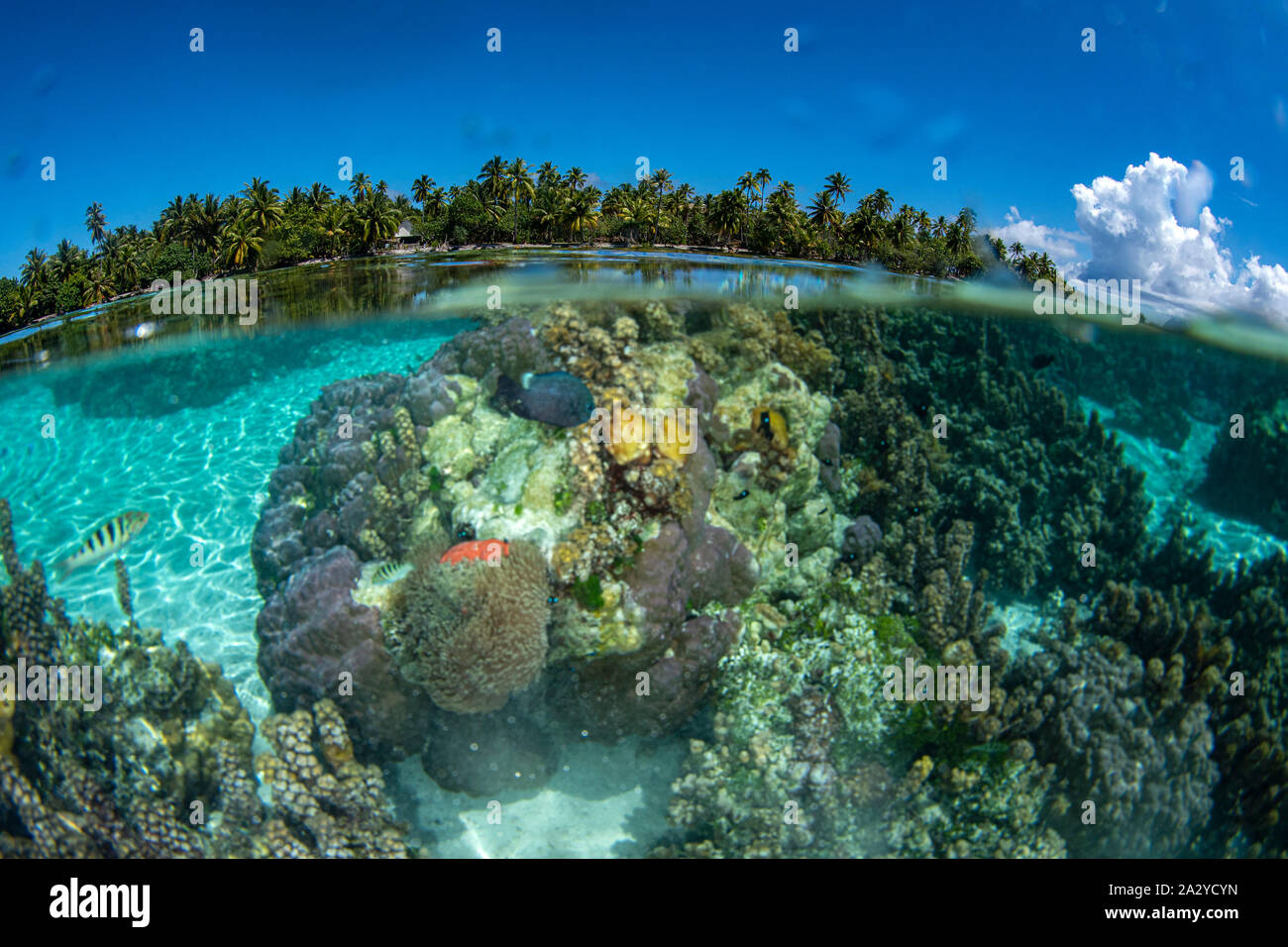 snorkeling in french polynesia turquoise water lagoon coral gardens ...