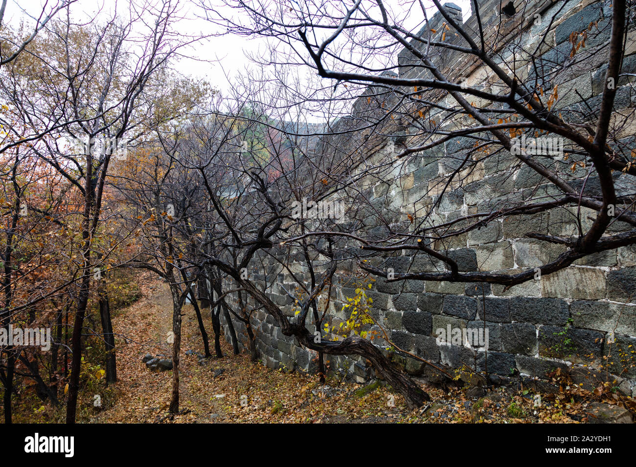 Beijing forest hi-res stock photography and images - Alamy