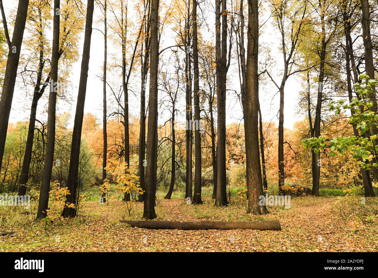 Autumn in Moscow, Russia. Coloured trees in the wood, trees are red ...