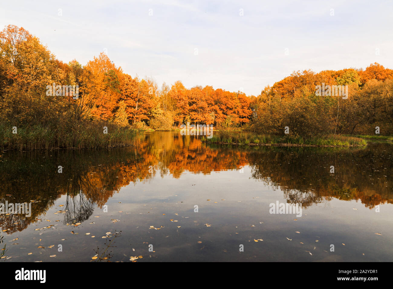 Autumn in Moscow, Russia. Coloured trees in the wood, trees are red ...