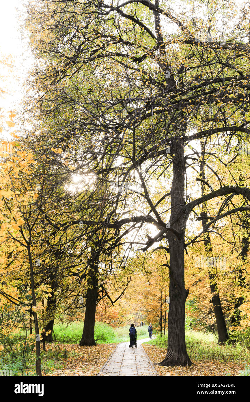 Autumn in Moscow, Russia. Coloured trees in the wood, trees are red ...