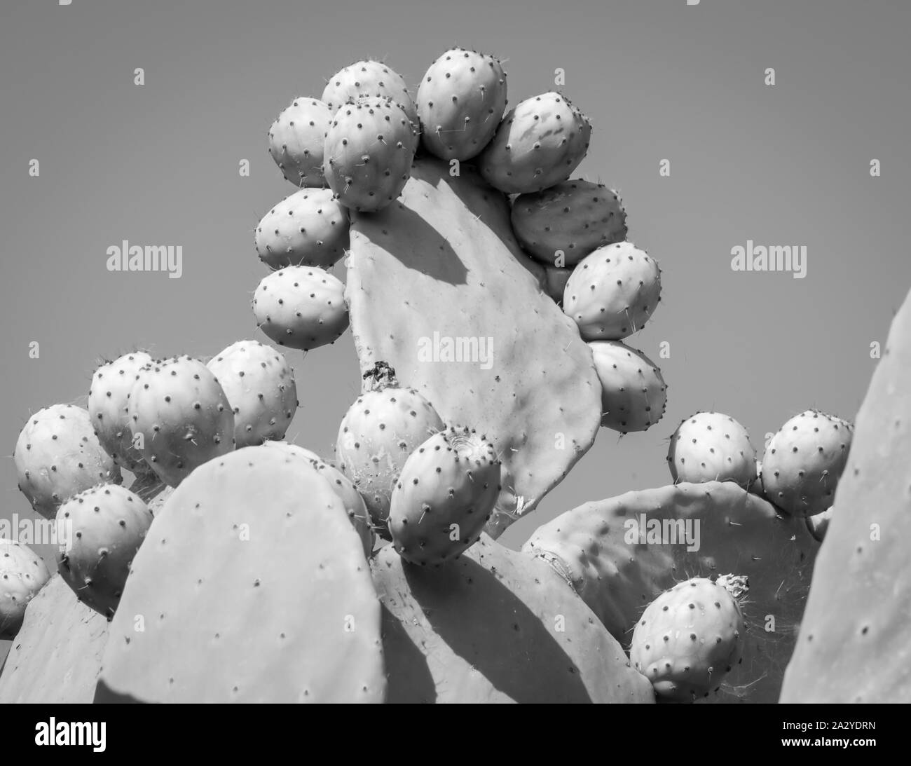Pear flower Black and White Stock Photos & Images - Alamy