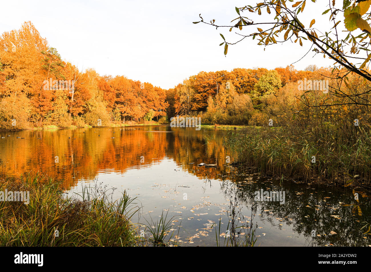 Autumn in Moscow, Russia. Coloured trees in the wood, trees are red ...