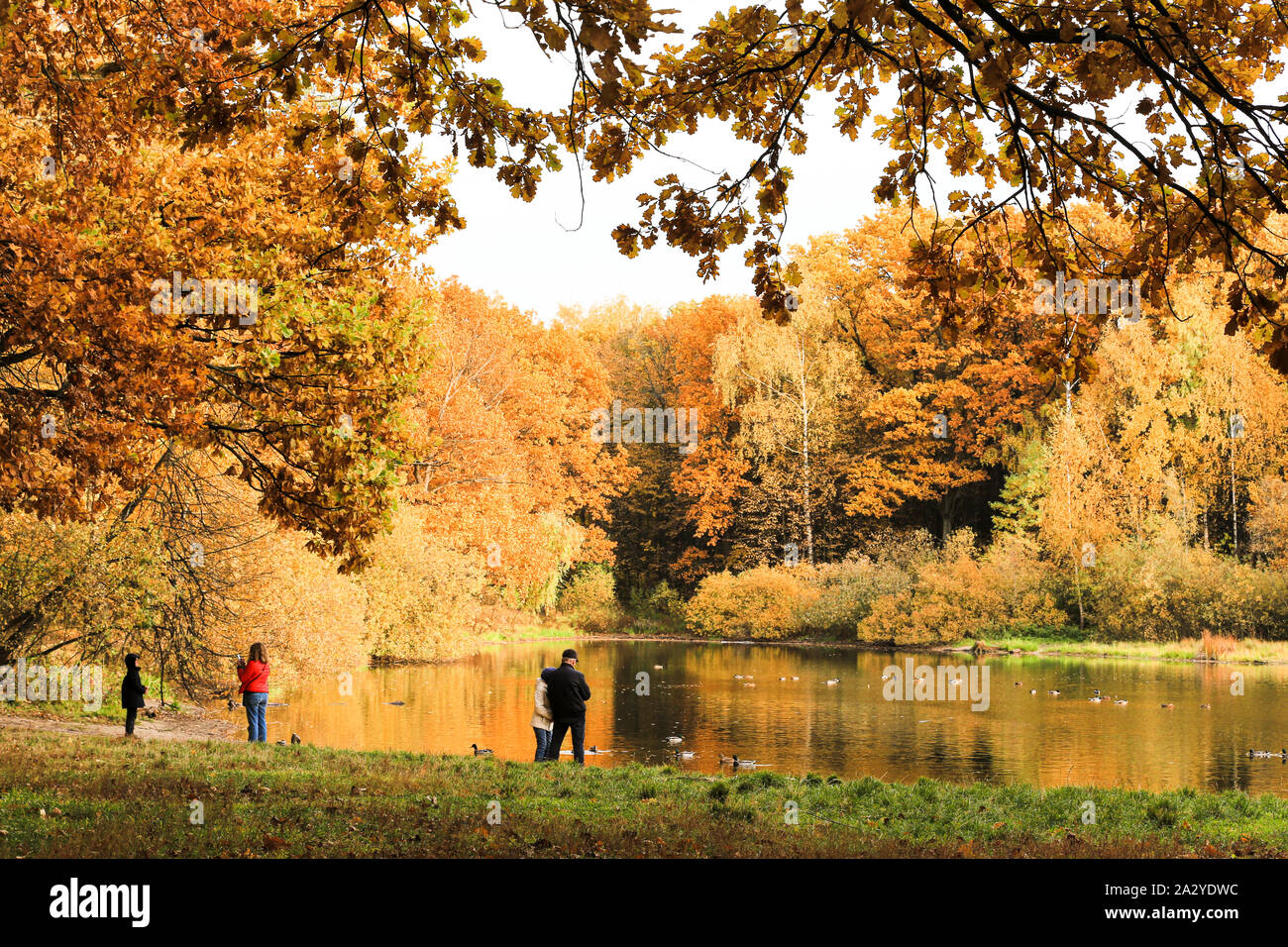 Autumn in Moscow, Russia. Coloured trees in the wood, trees are red ...