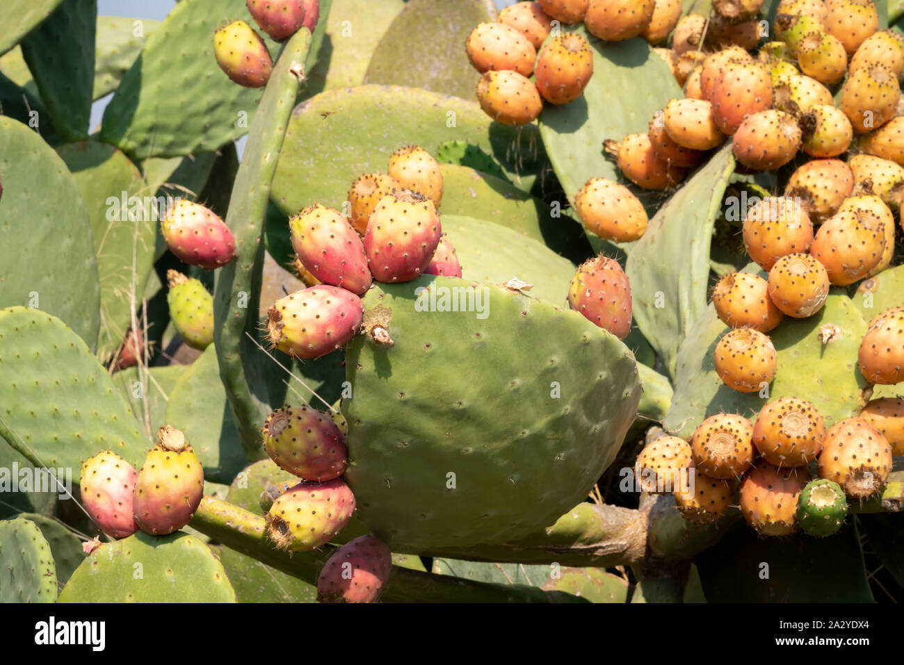 Close up view of a Pricly Pear plant and its fruits, becoming red while ...