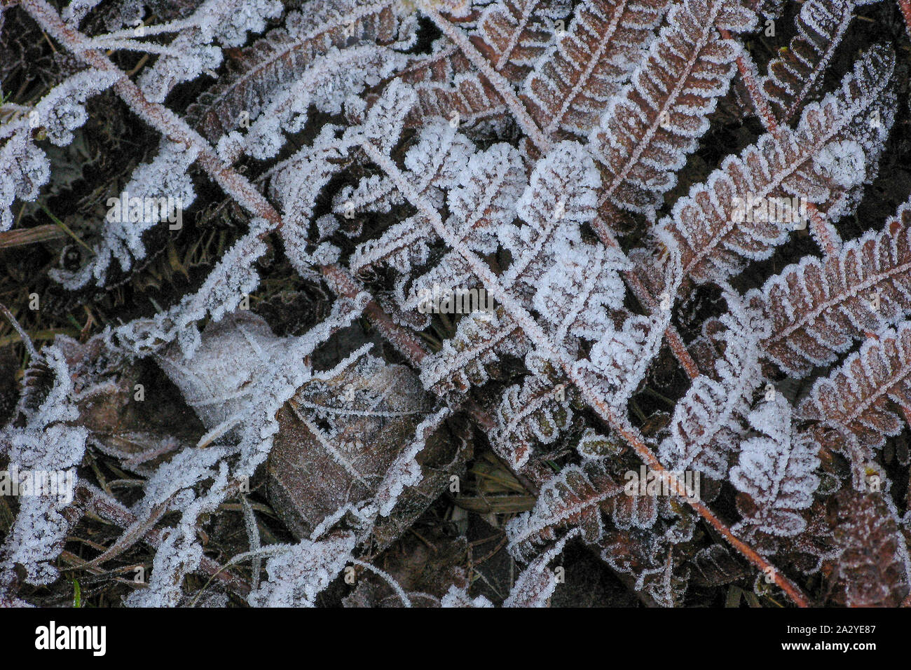 Norwegian fern hi-res stock photography and images - Alamy