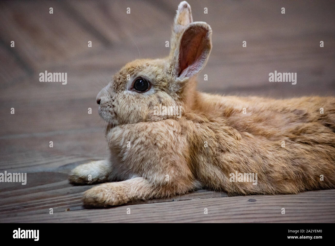 White rabbit silhouette illustration hi-res stock photography and ...