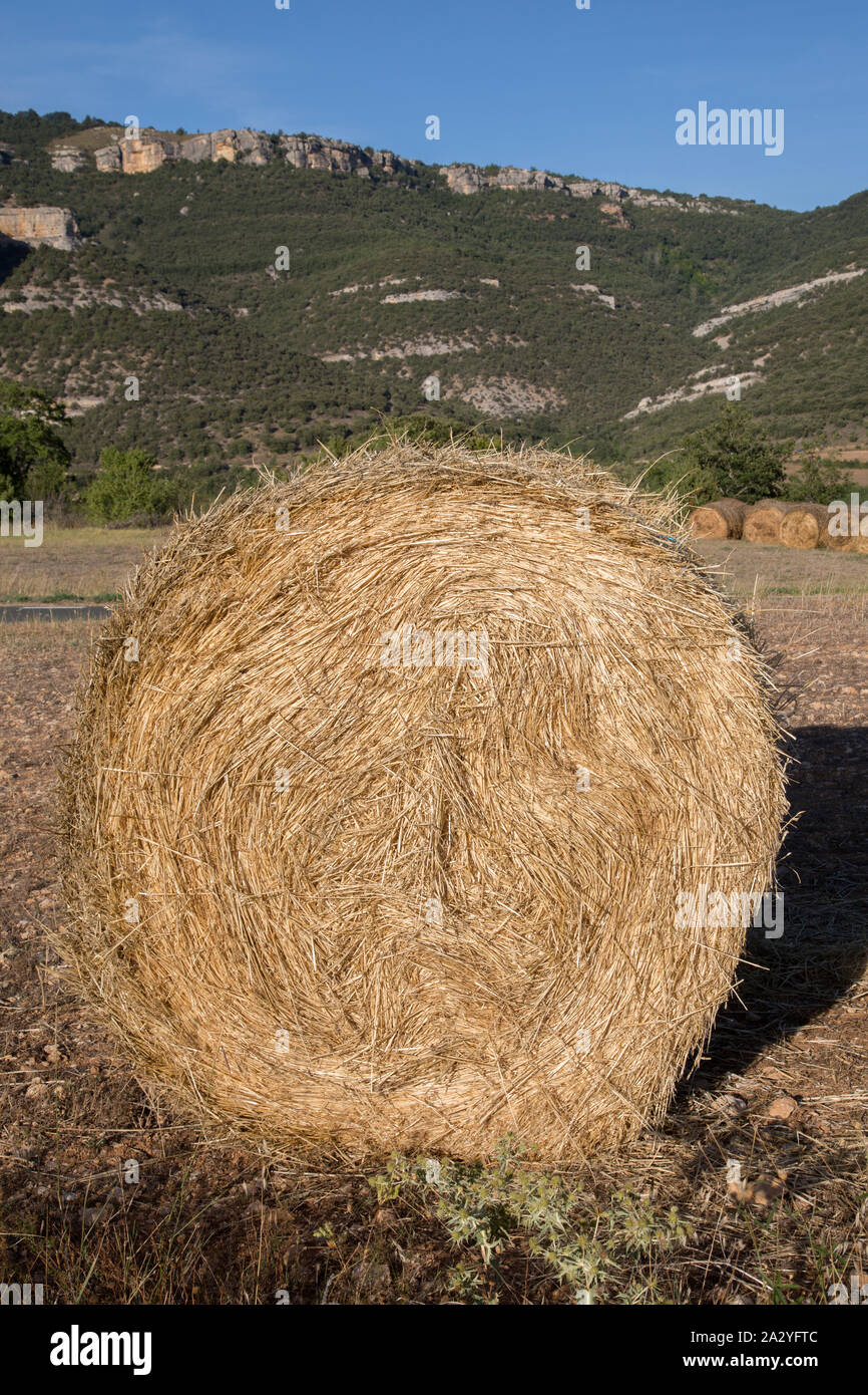 Hay barrel hi-res stock photography and images - Alamy
