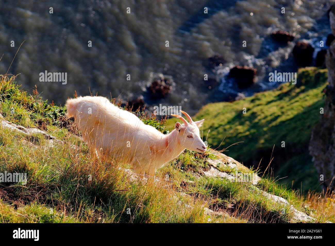 Famous Goats, (one of them) on The Great Orme in Llandudno, Wales Stock ...