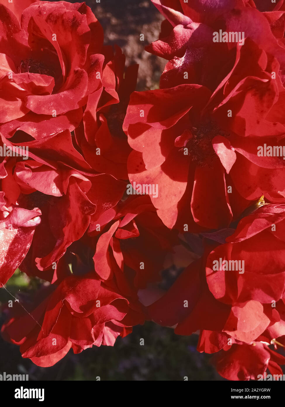 Flowers in bloom, beautiful nature and romantic design concept - Red ...