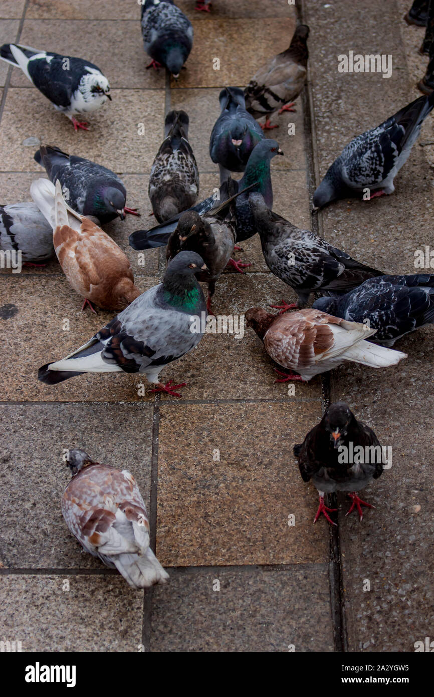 Pigeons pigeon birds bird streets street town city animals nature hi ...
