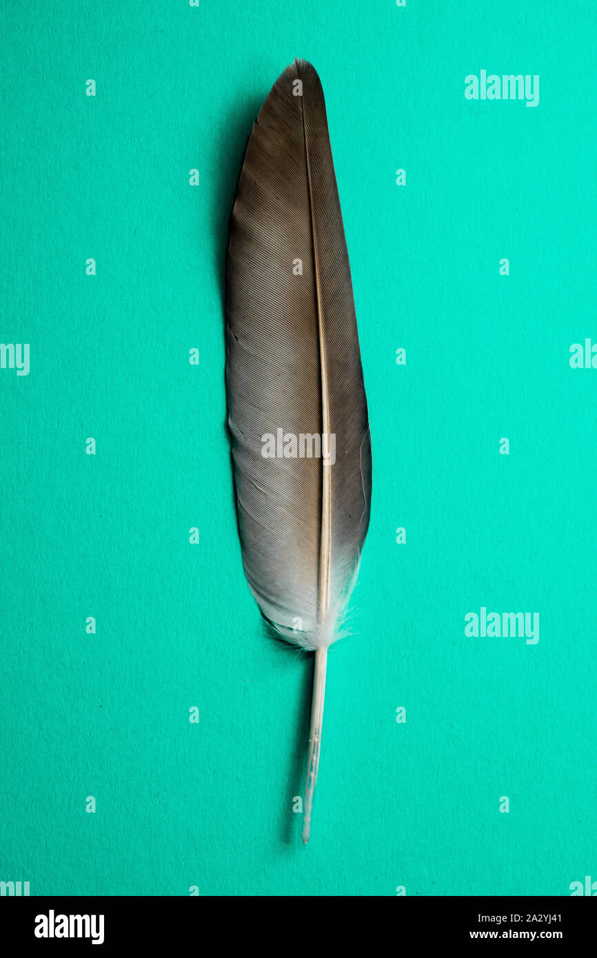 Gray feather isolated on light green background, pigeon feather, single ...