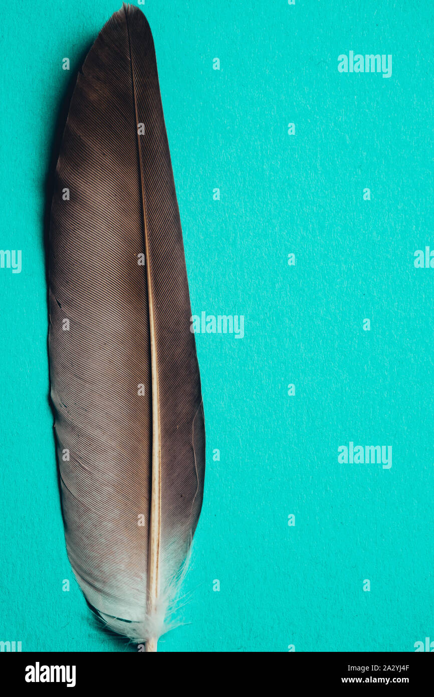 Gray feather isolated on light green background, pigeon feather, single ...