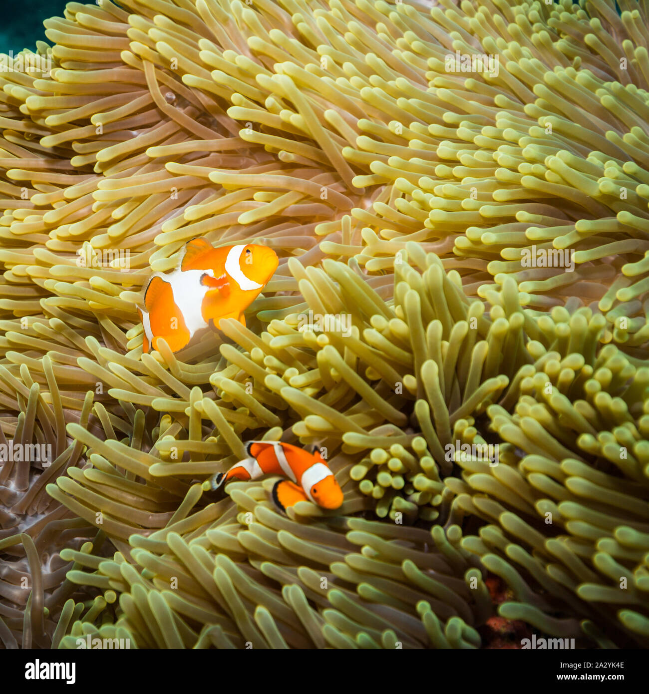 Funny clown fish hi-res stock photography and images - Alamy