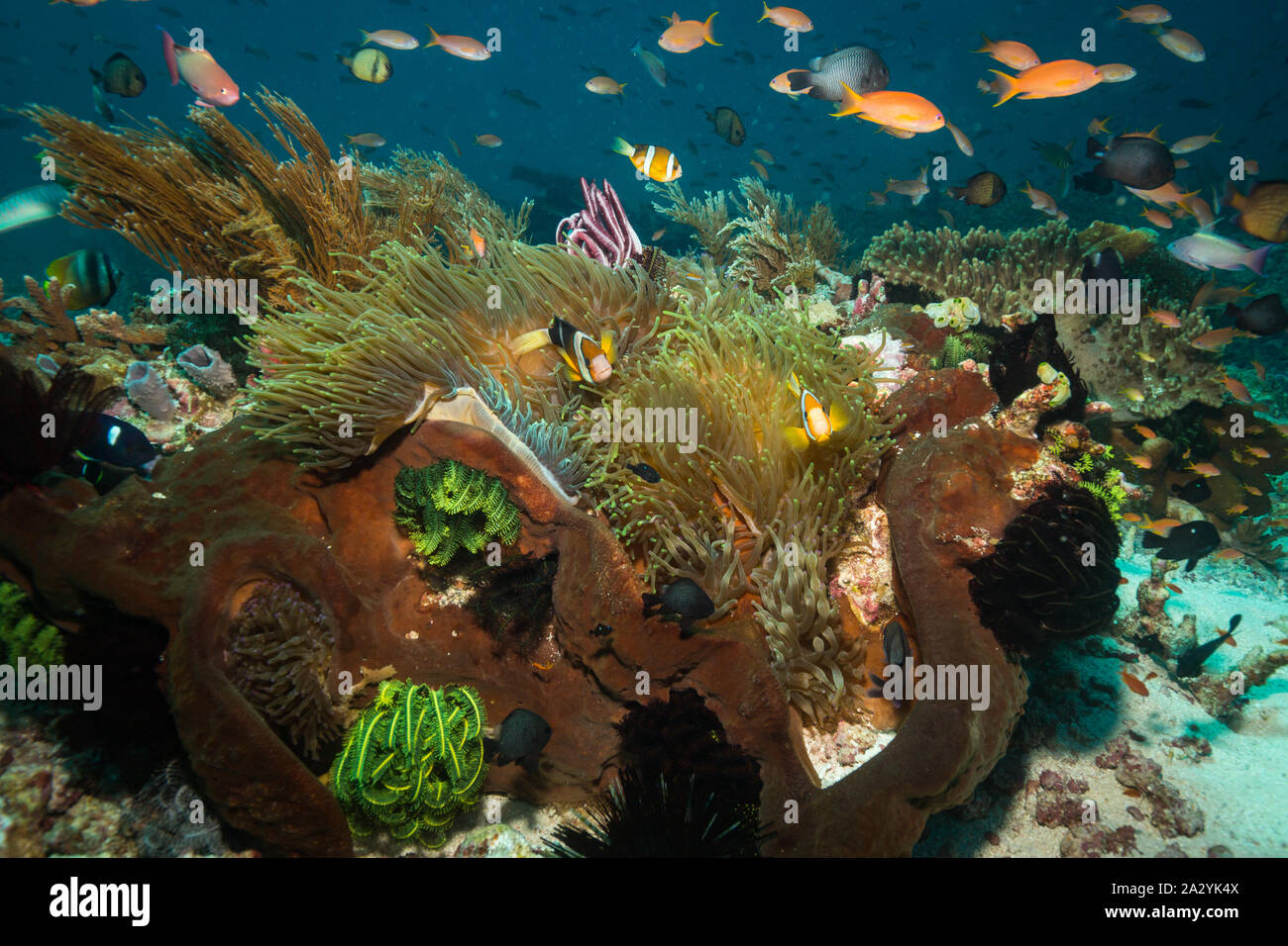 Clown fish on a coral reef of Komodo island Stock Photo - Alamy