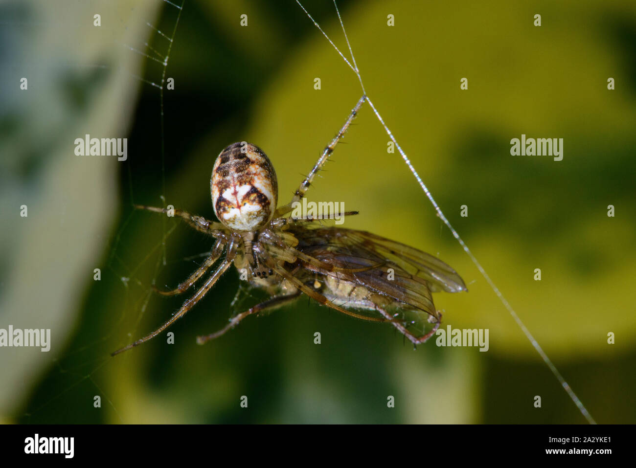 European Garden Spider (Diadem spider) (Araneus diadematus), with prey ...