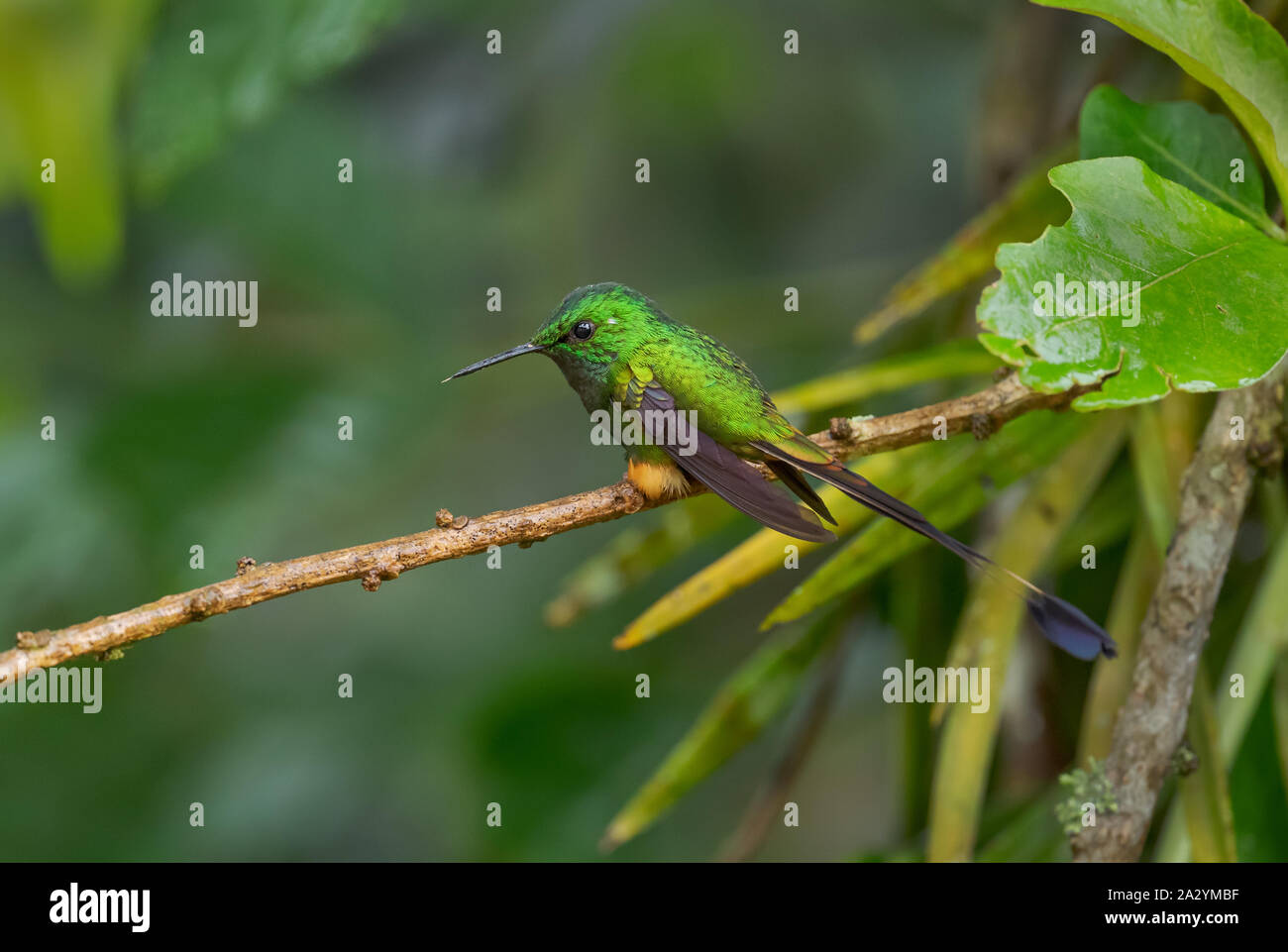 Booted Racquet-tail - Ocreatus underwoodii, beautiful long-tailed ...