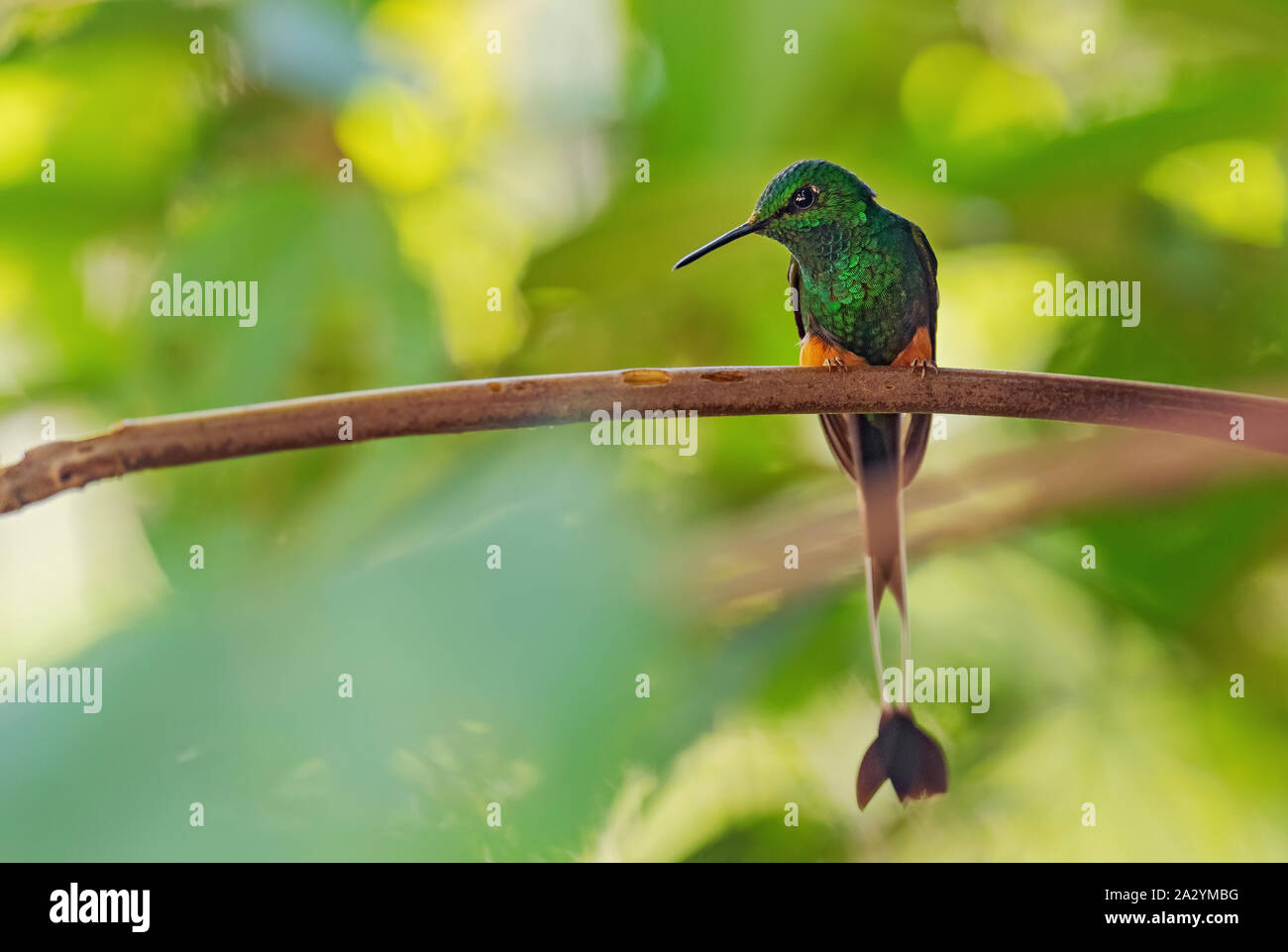 Booted Racquet-tail - Ocreatus underwoodii, beautiful long-tailed ...