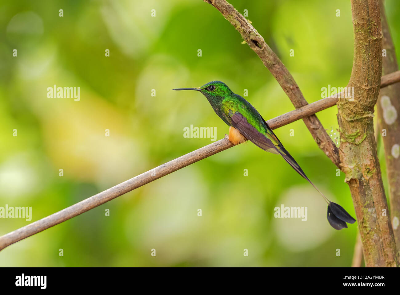 Booted Racquet-tail - Ocreatus underwoodii, beautiful long-tailed ...
