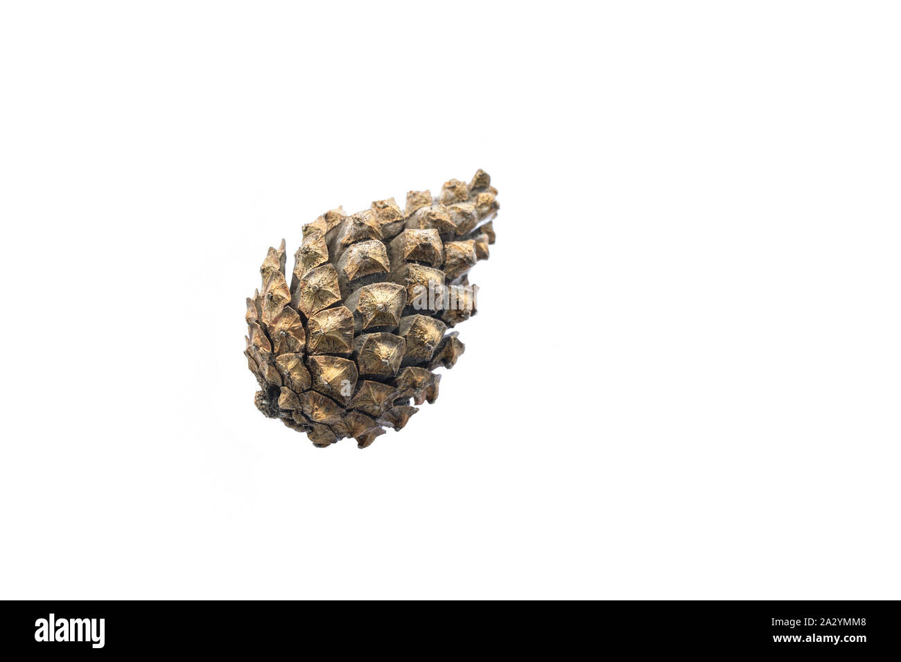 Sample conifer hi-res stock photography and images - Alamy