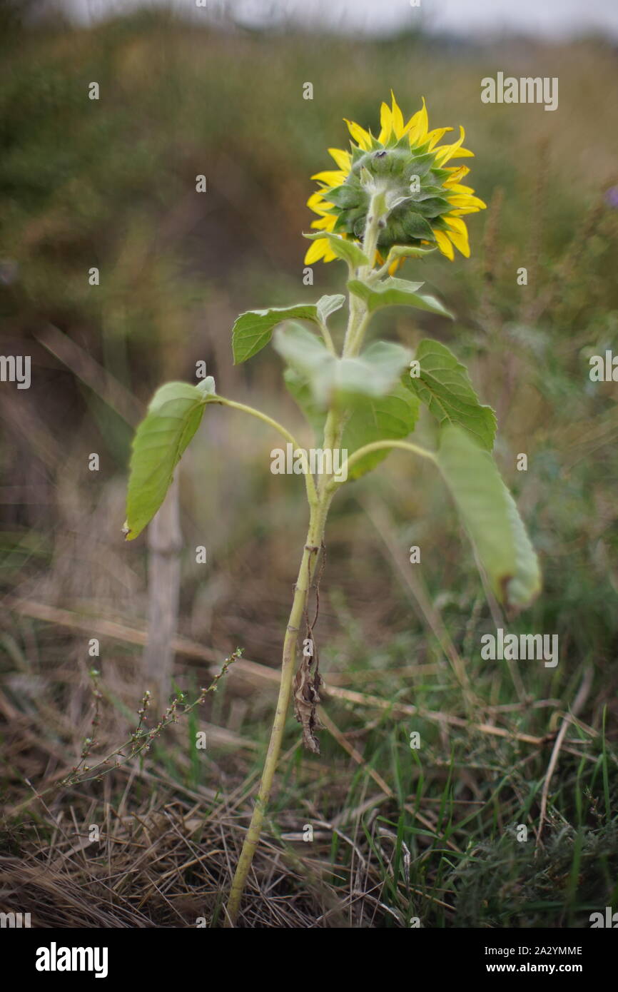 Lonely flower grows in hi-res stock photography and images - Alamy