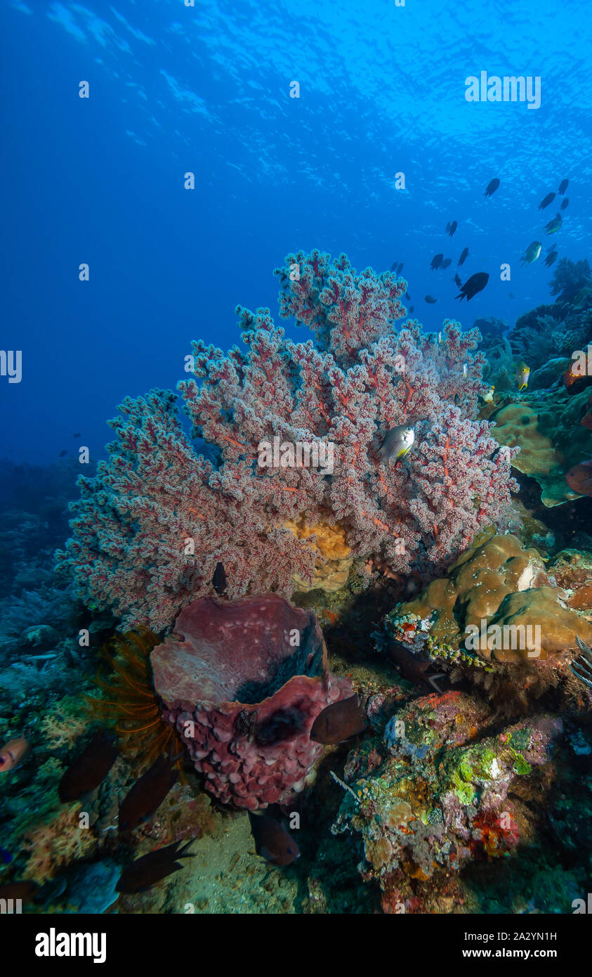 Coral reef slope hi-res stock photography and images - Alamy