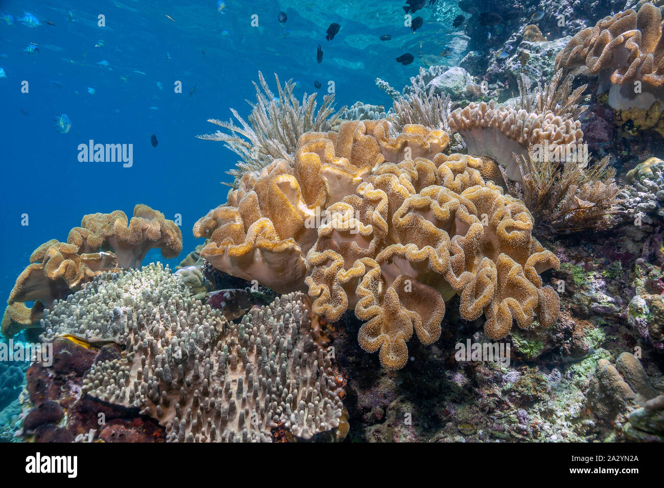 Coral reef slope hi-res stock photography and images - Alamy