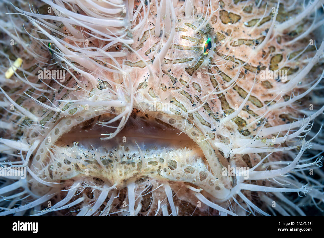 striated frogfish or hairy frogfish,Antennarius striatus is a marine ...