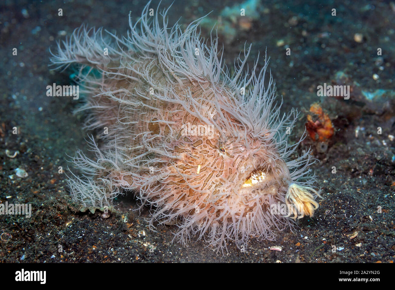striated frogfish or hairy frogfish,Antennarius striatus is a marine ...