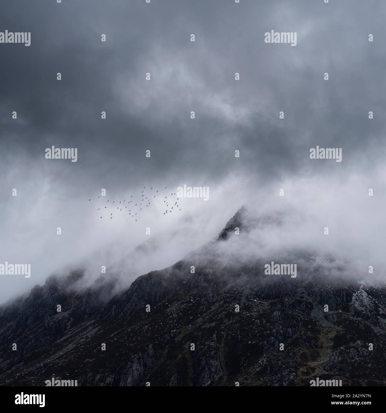 Flying birds snowdonia hi-res stock photography and images - Alamy