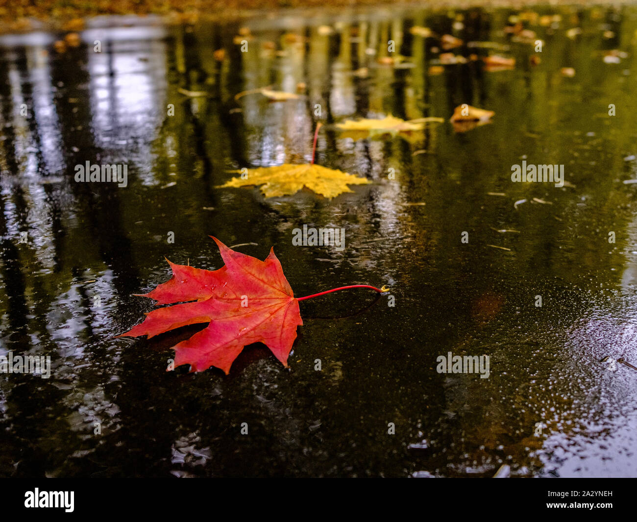 Multi-colored fallen maple leaves lie on the wet asphalt in a puddle. Autumn rainy weather on a ...
