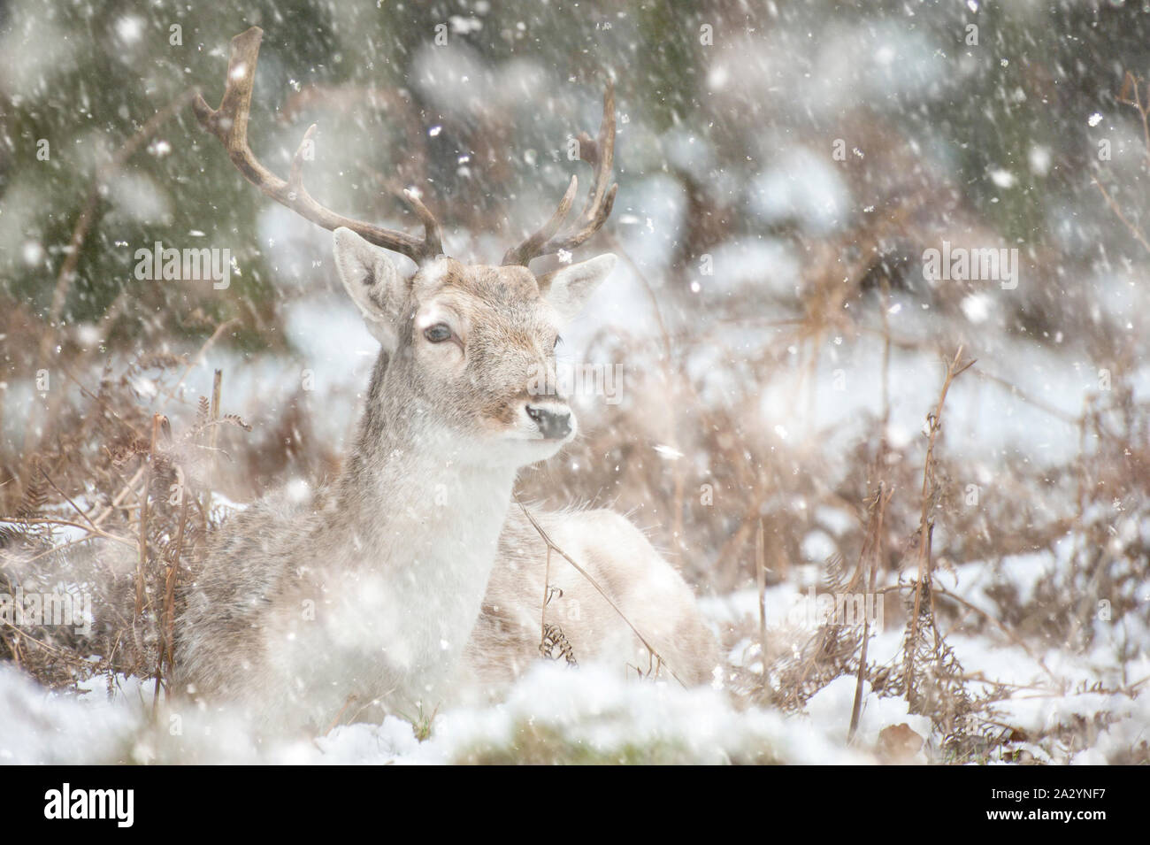 Image of fallow deer in forest landscape in Winter with snow on ground ...
