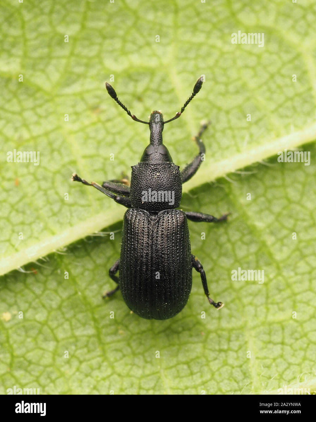 Black weevils hi-res stock photography and images - Alamy