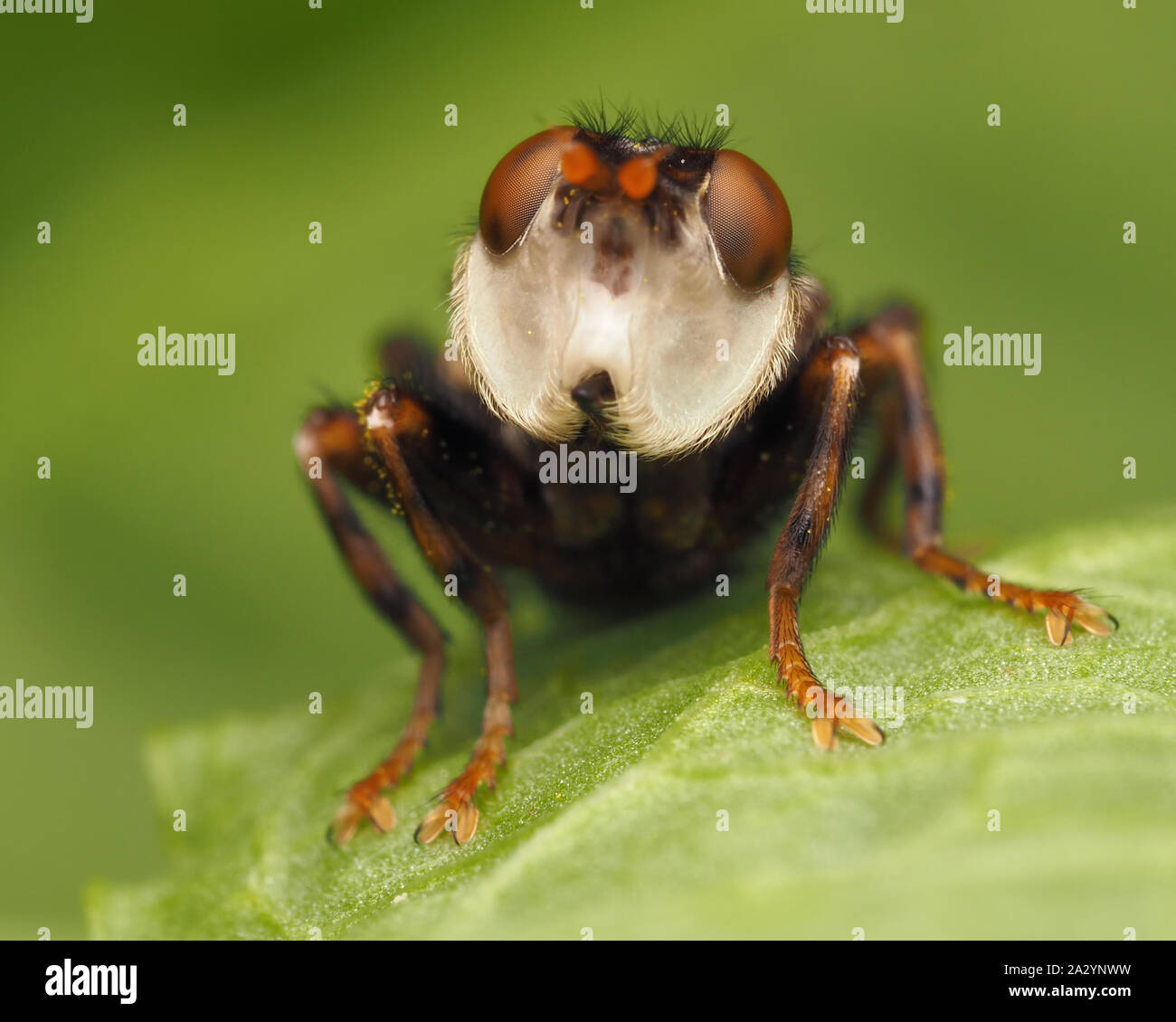 Frontal view of Myopa buccata Conopid fly perched on dock leaf ...