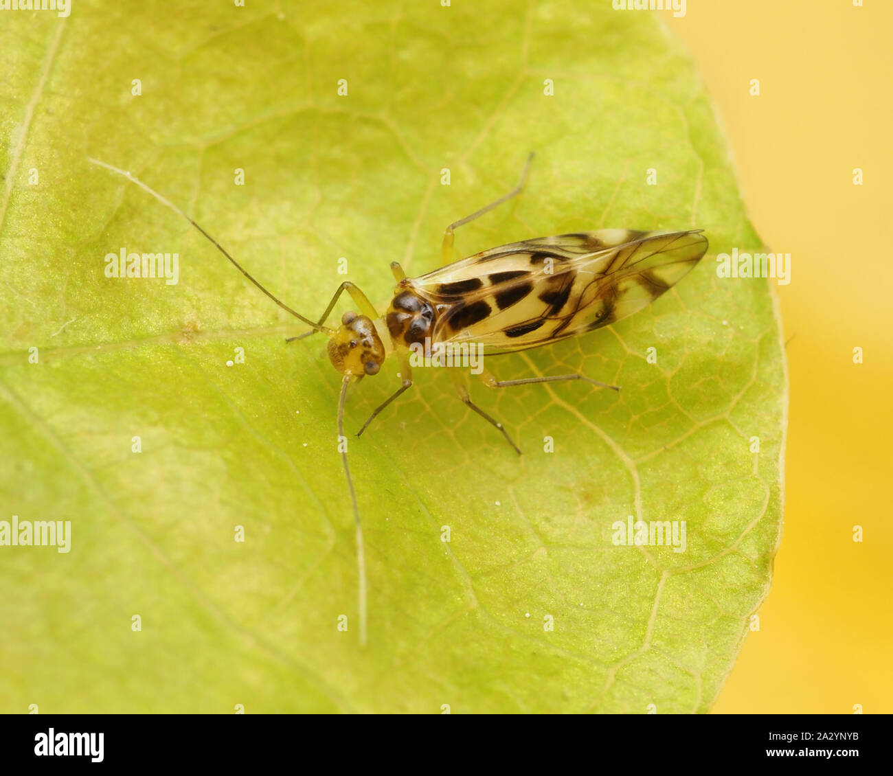 Graphopsocus cruciatus Bark Fly resting on plant leaf. Tipperary ...