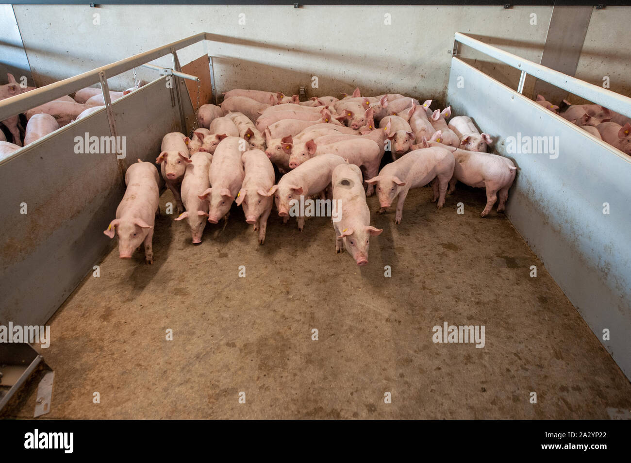 Pigs from six weeks old in their living area on a pig farm Stock Photo ...
