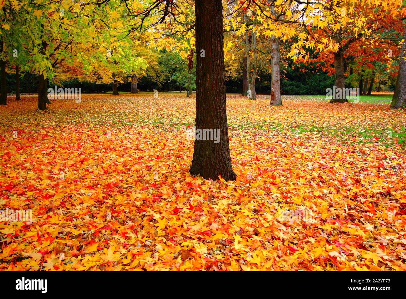 Fall Foliage captured in one of the most beautiful parks in Germany ...