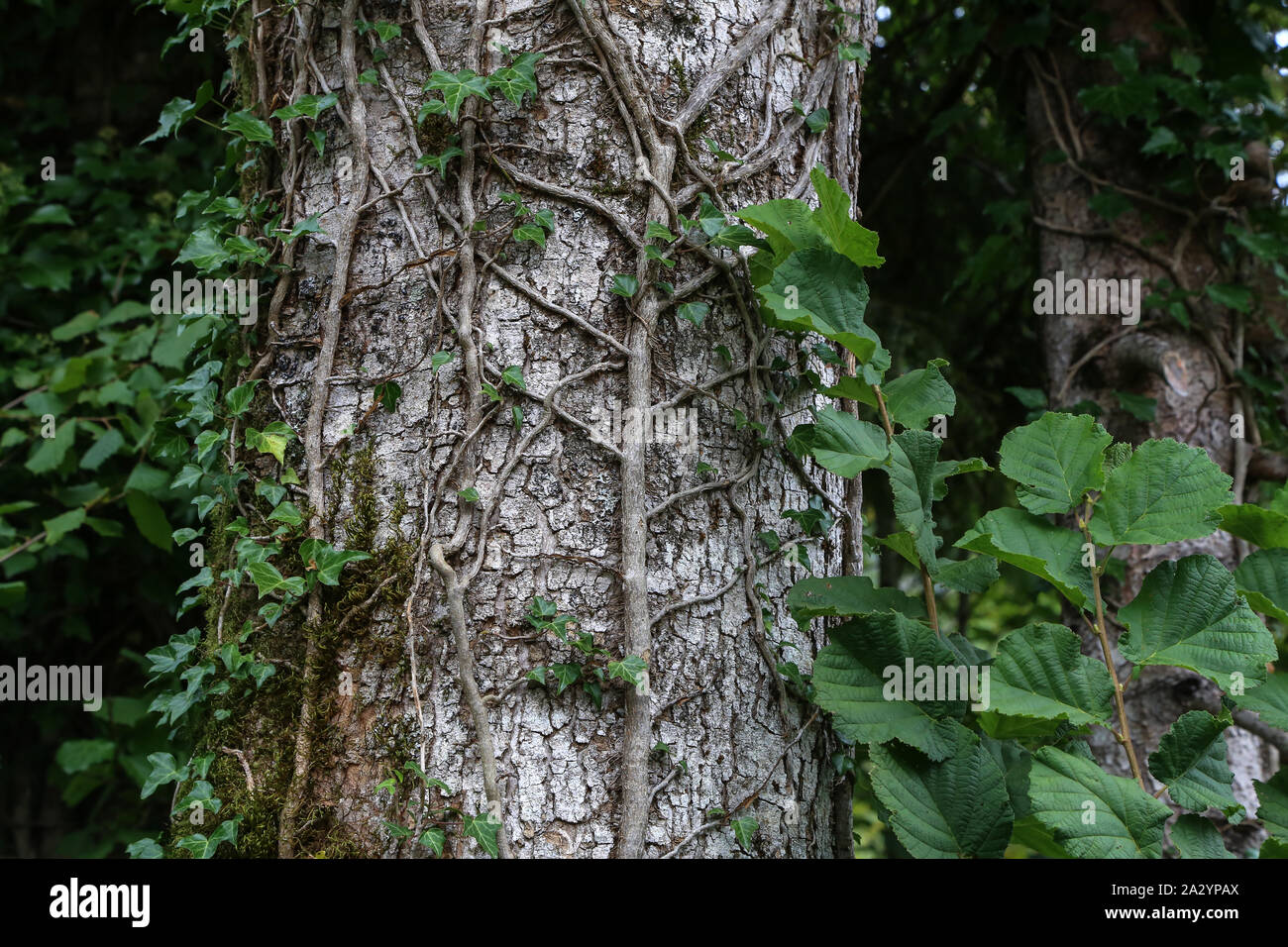 Ivy green ripple hi-res stock photography and images - Alamy
